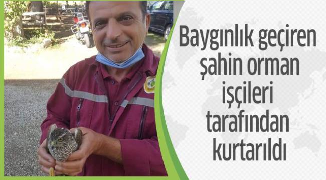 Denizli’de bir şahin, kuş avlamak isterken canından oluyordu - Denizli ...