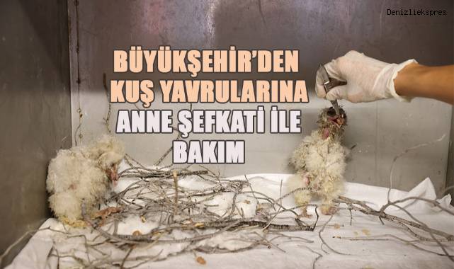 Büyükşehir’den kuş yavrularına anne şefkati ile bakım - DENİZLİ BŞB ...